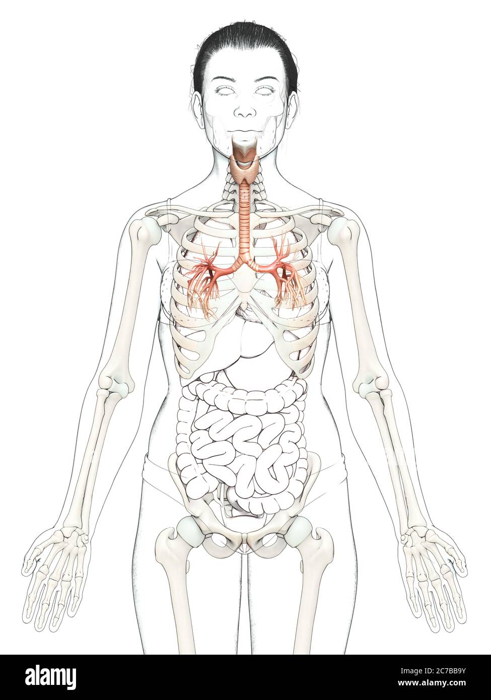 Respiratory System Without Labels 3d