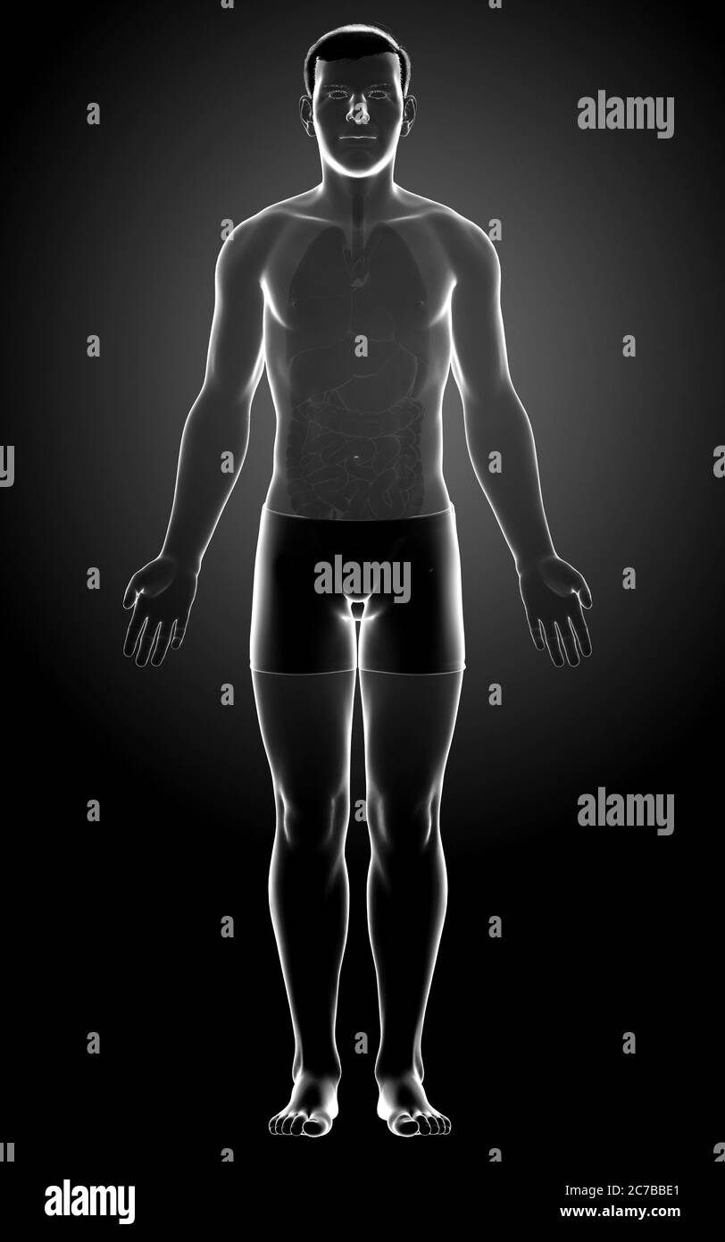 3d rendered illustration of the male body Stock Photo - Alamy