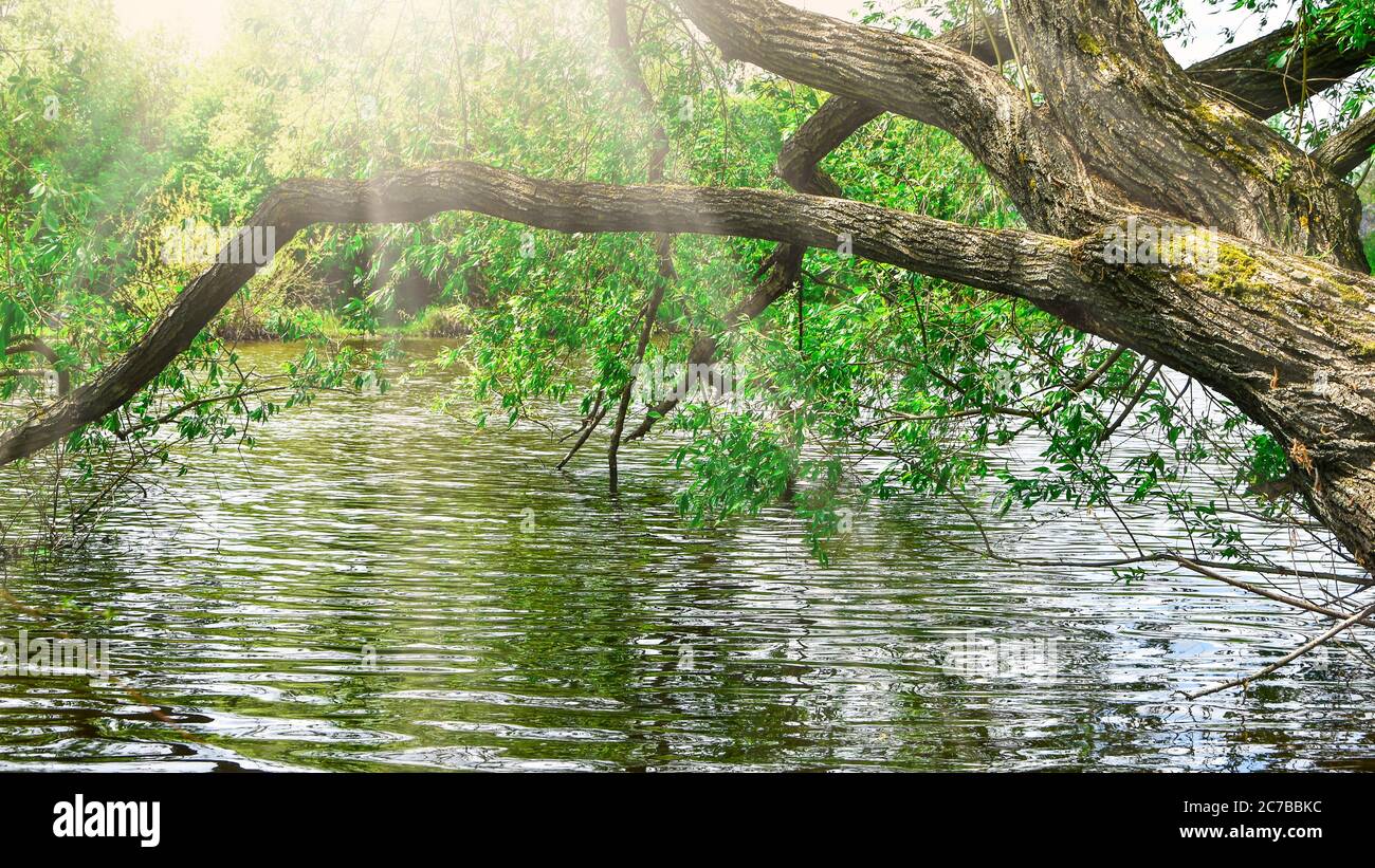 tree in water, Scenic View Of Lake In Forest Jungle Stock Photo - Alamy