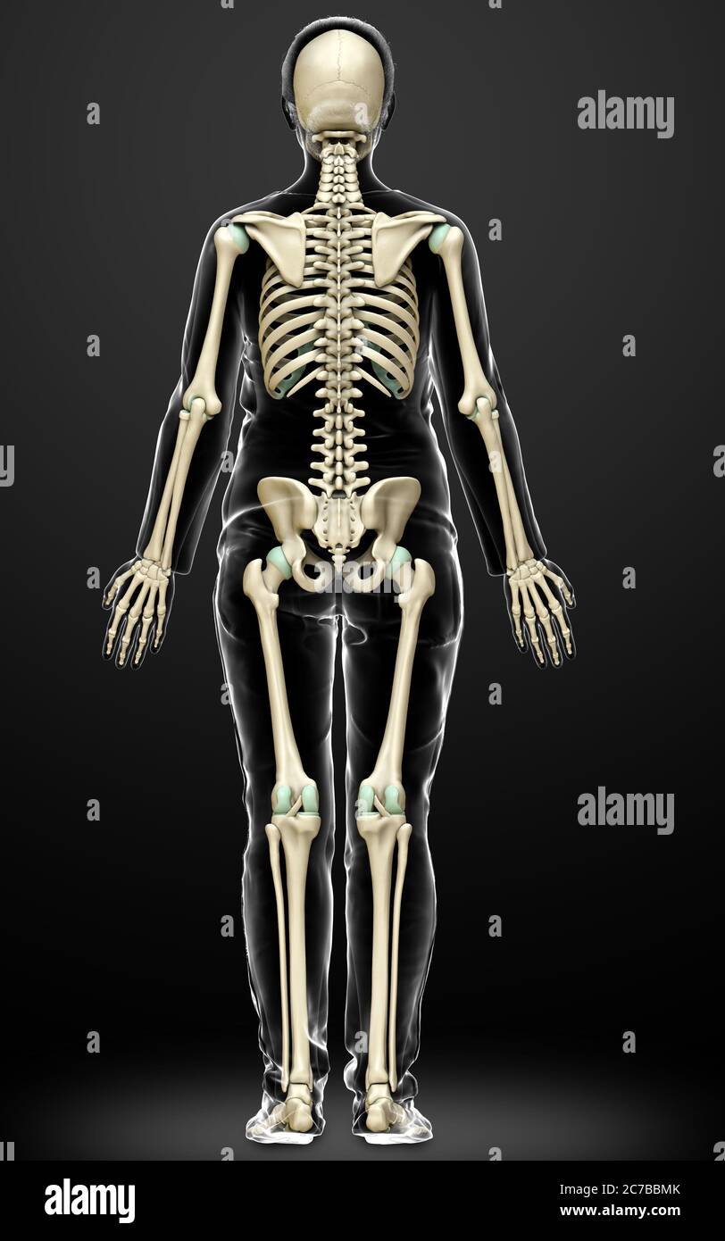 3d rendered, medically accurate illustration of a female skeleton ...
