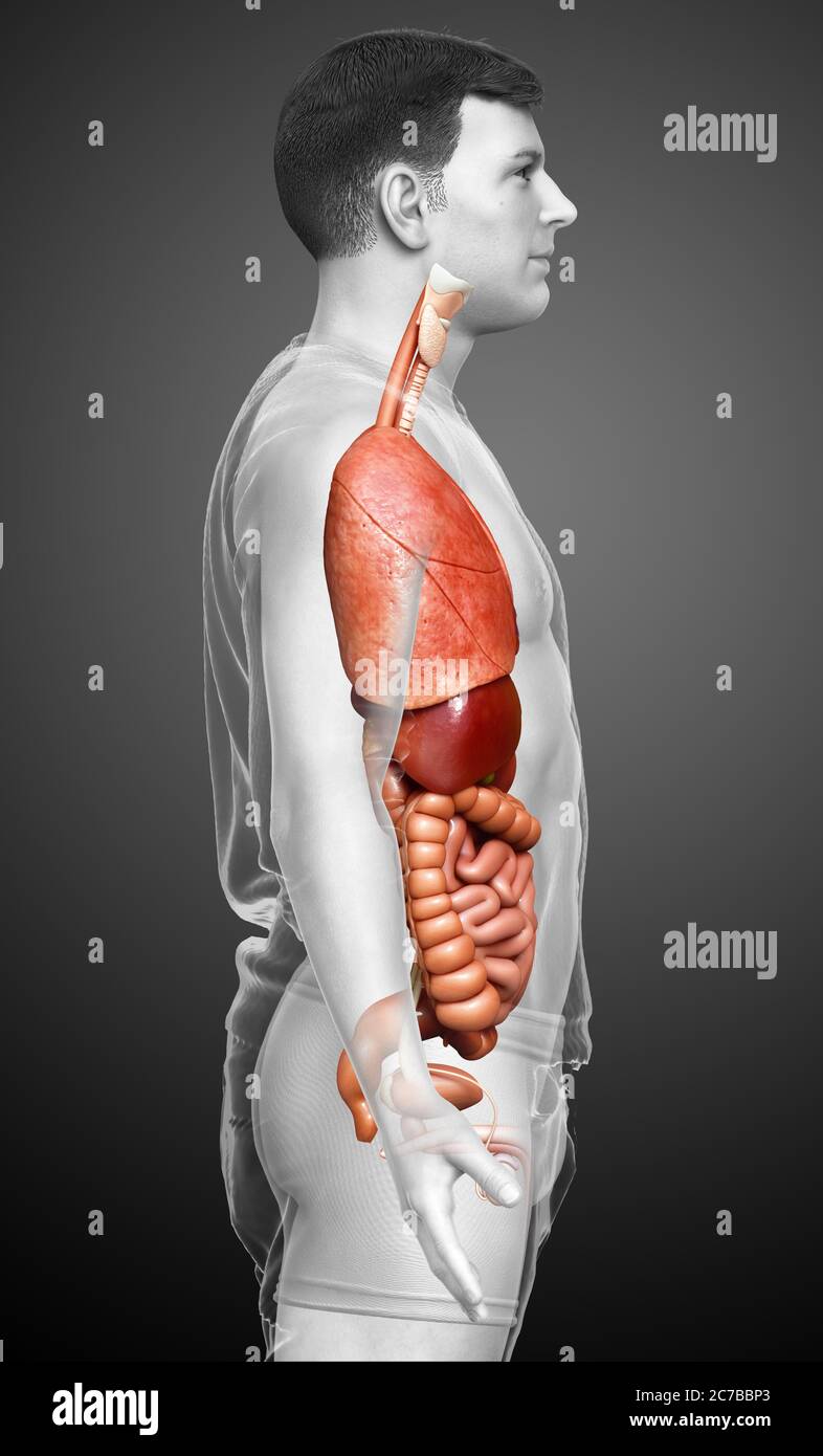 3d rendered medically accurate illustration of male Internal organs ...