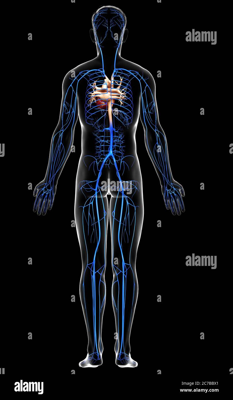 3d rendered medically accurate illustration of a male Veins anatomy ...