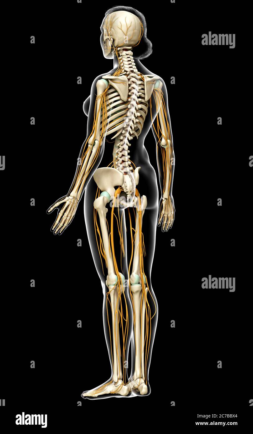 3d rendered medically accurate illustration ofa female nervous system ...