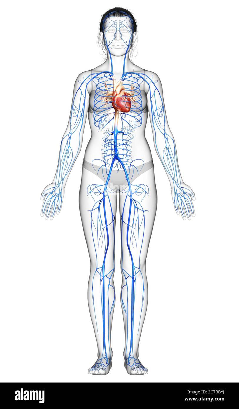 3d rendered medically accurate illustration of a female Veins anatomy ...