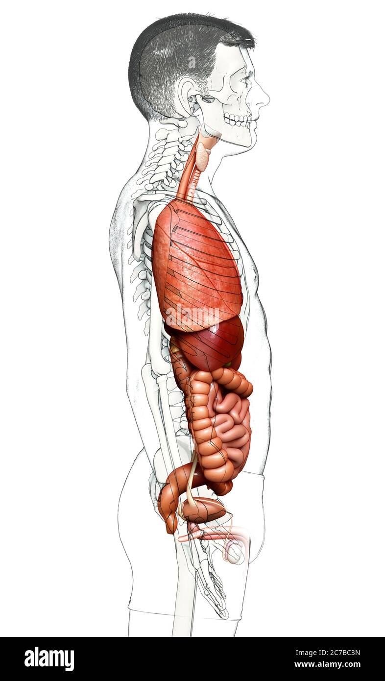 3d rendered medically accurate illustration of male Internal organs ...