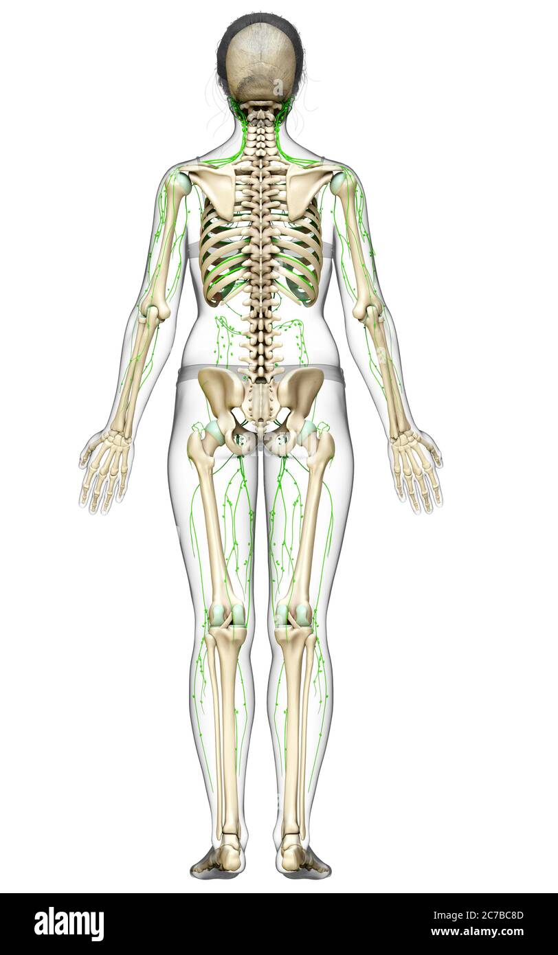 3d rendered medically accurate illustration of a female lymphatic ...