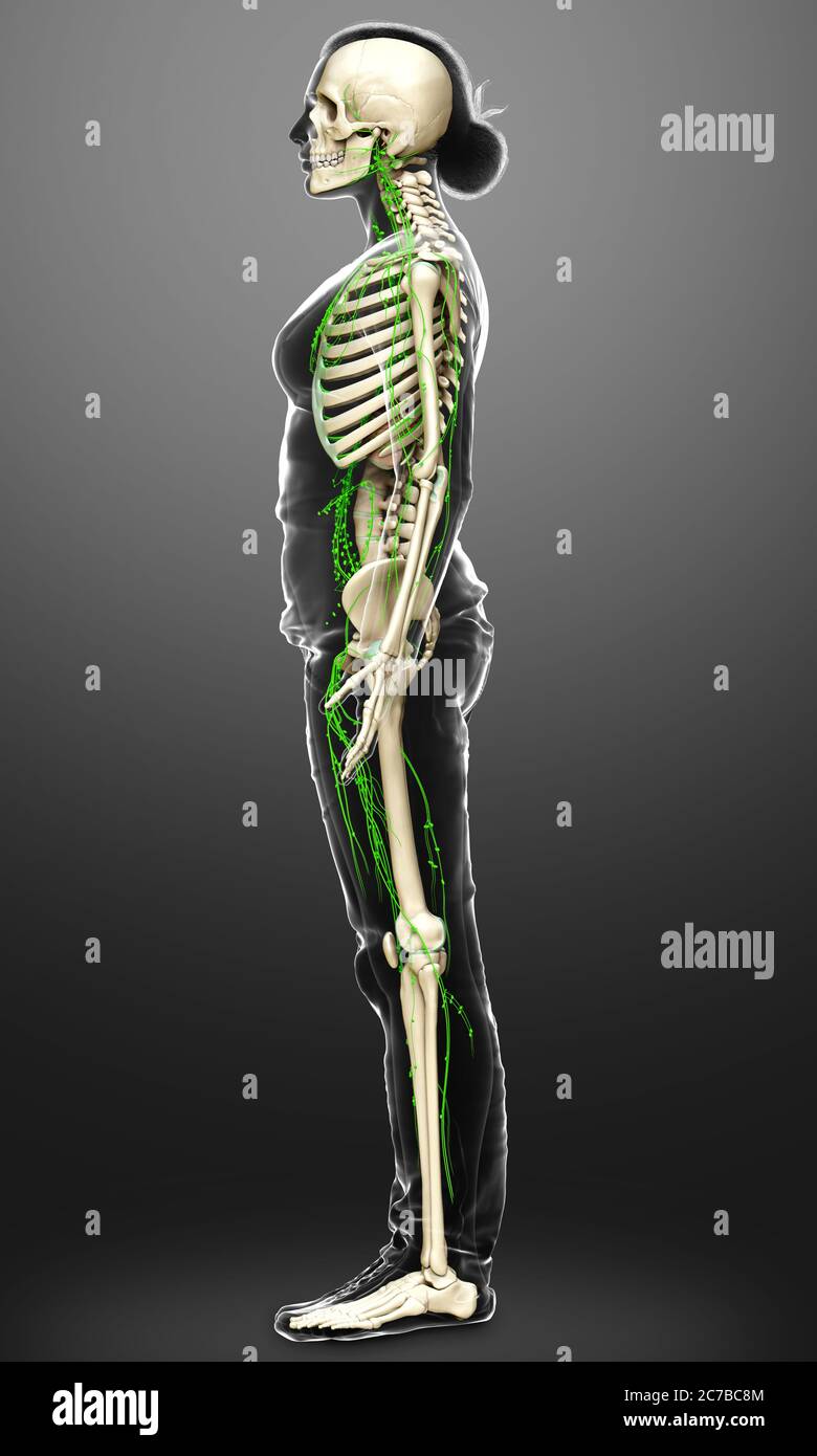 3d rendered medically accurate illustration of a female lymphatic ...