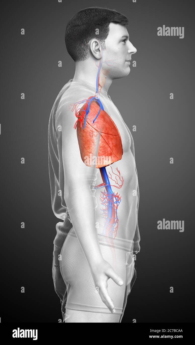 3d rendered, medically accurate illustration of a male lung anatomy ...