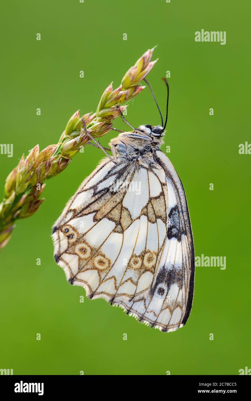 Marbled White butterfly - Melanargia galathea, beautiful black and ...