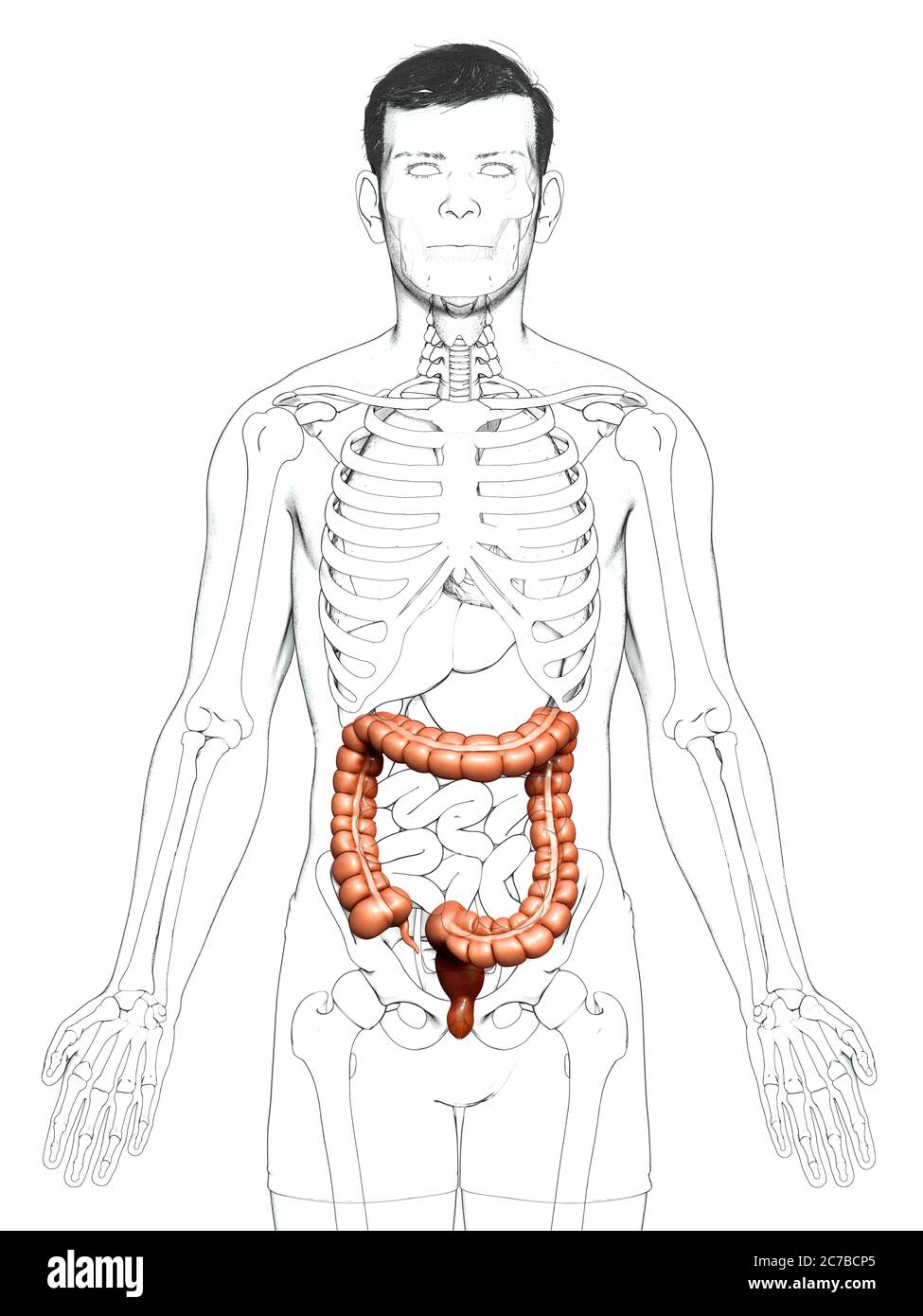 3d rendered, medically accurate illustration of male large intestine ...