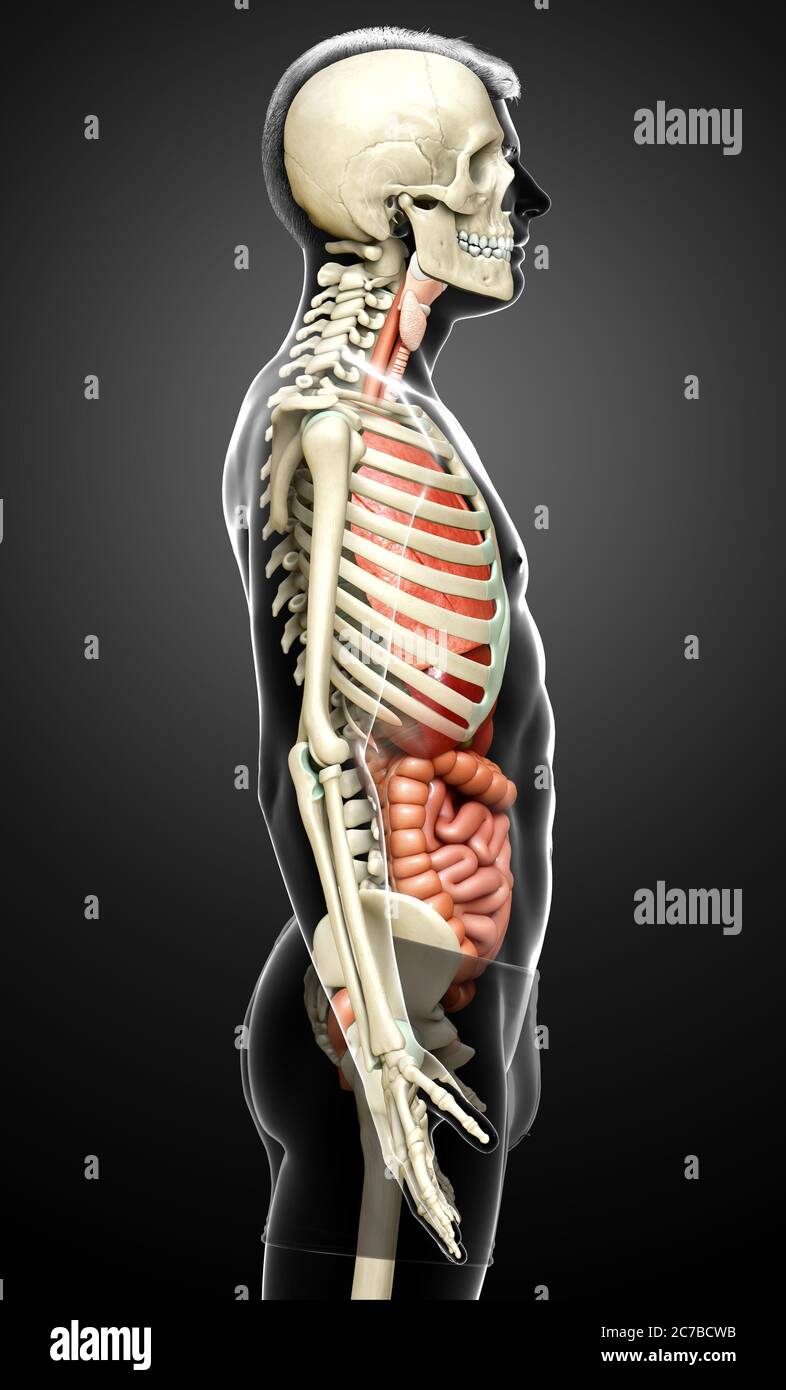 3d rendered medically accurate illustration of male Internal organs and ...
