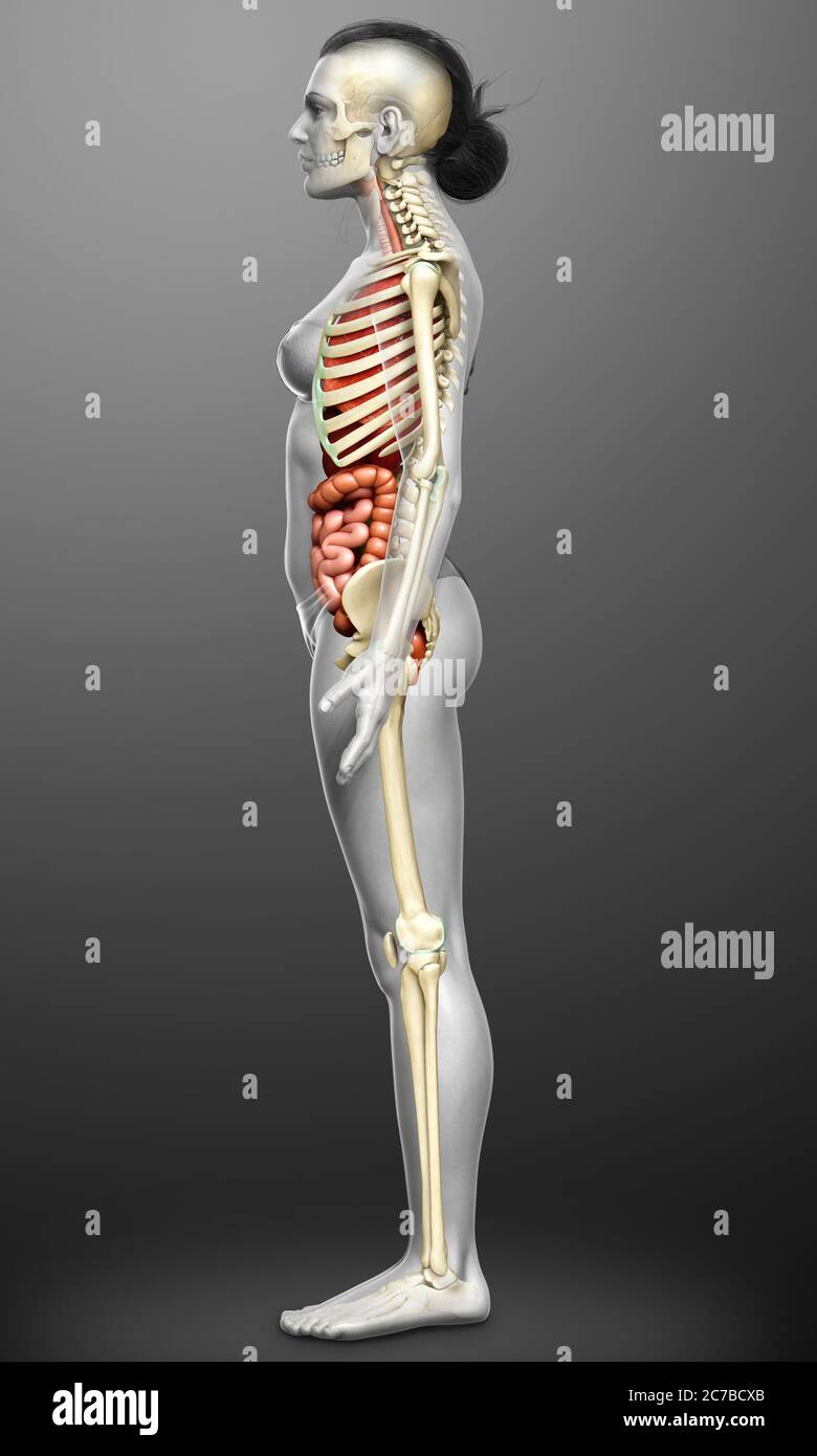 3d rendered medically accurate illustration of female Internal organs ...