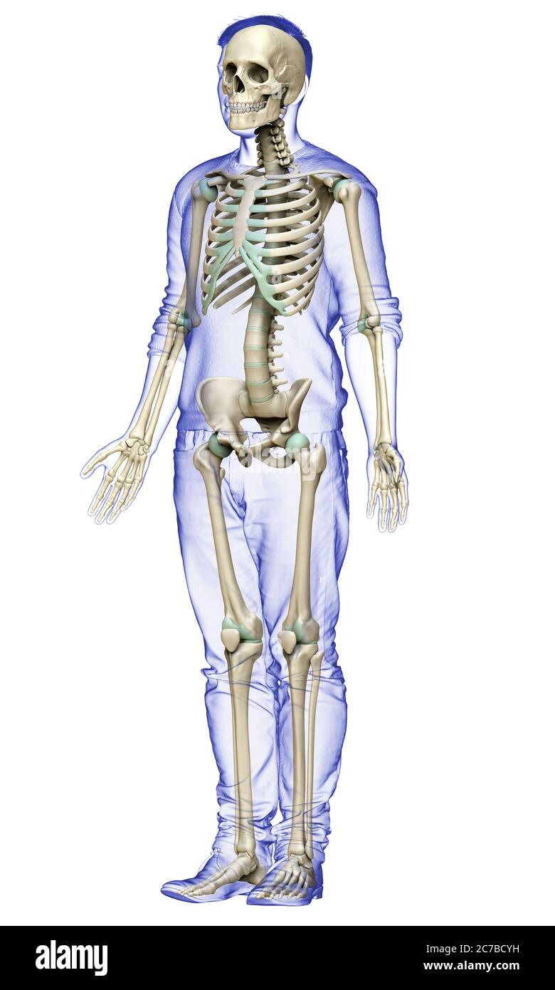 3d rendered, medically accurate illustration of a male skeleton system ...