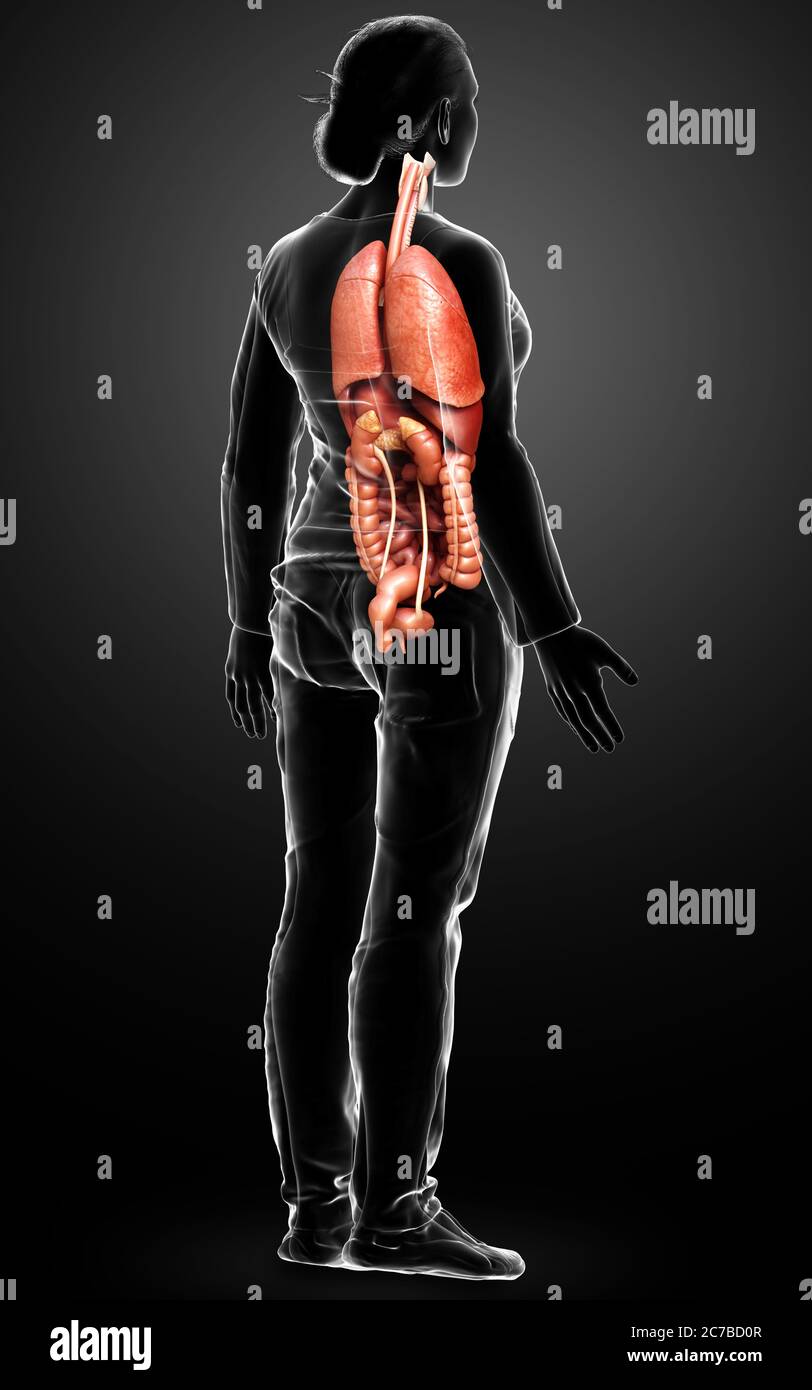 3d rendered medically accurate illustration of female Internal organs ...