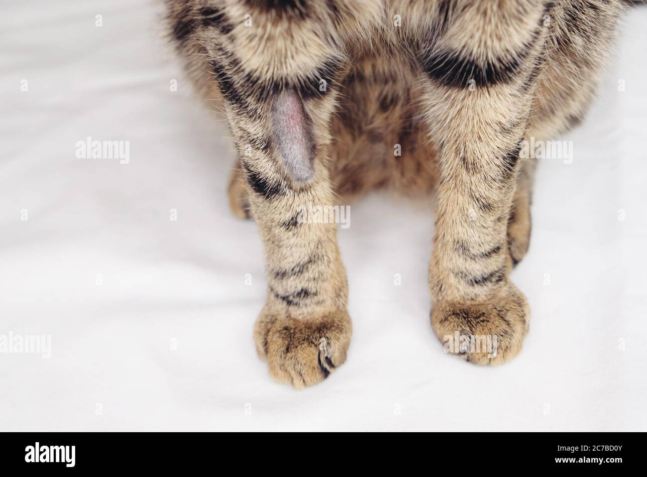 Cat leg shaved hi-res stock photography and images - Alamy