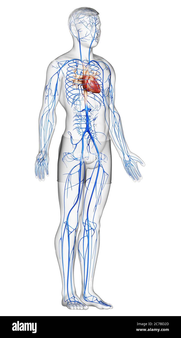 3d rendered medically accurate illustration of a male Veins anatomy ...