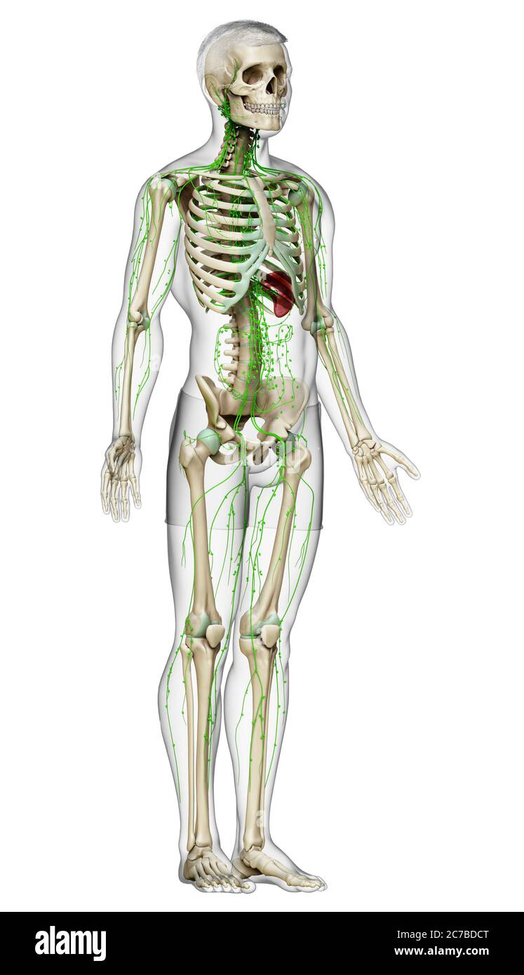 3d rendered medically accurate illustration of a male lymphatic system ...