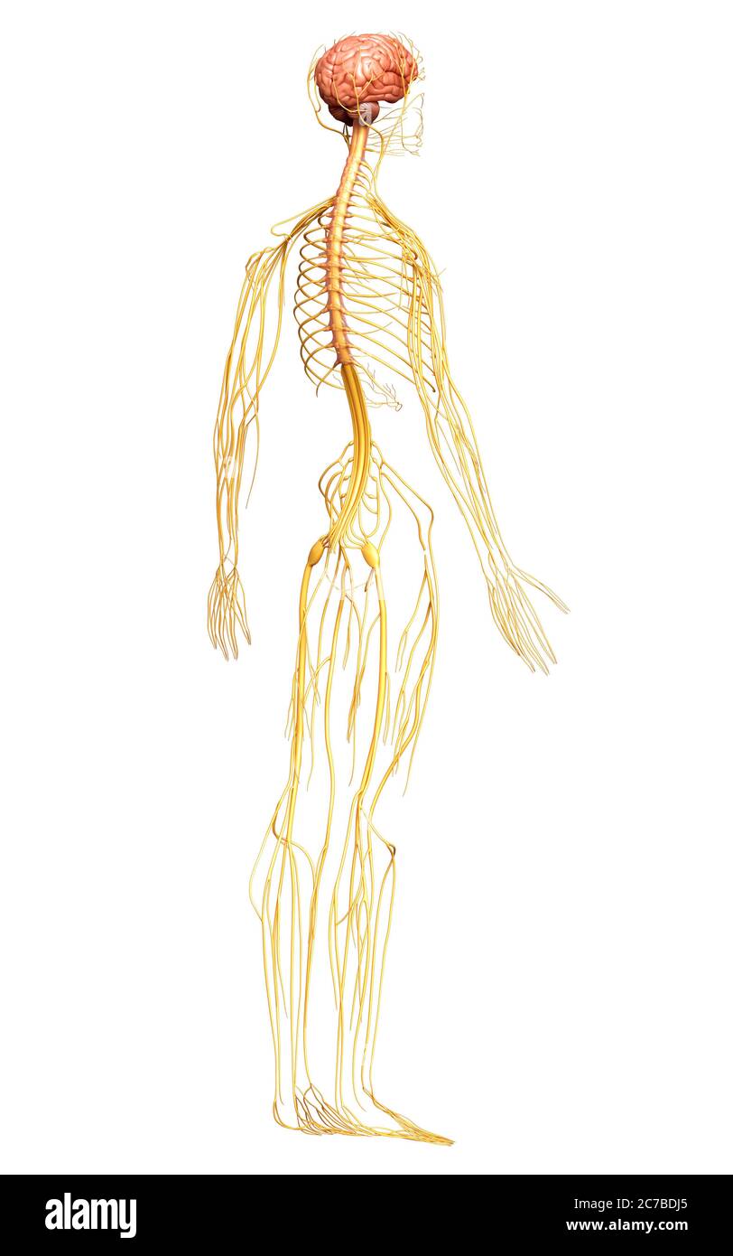 3d rendered medically accurate illustration of the nervous system Stock ...