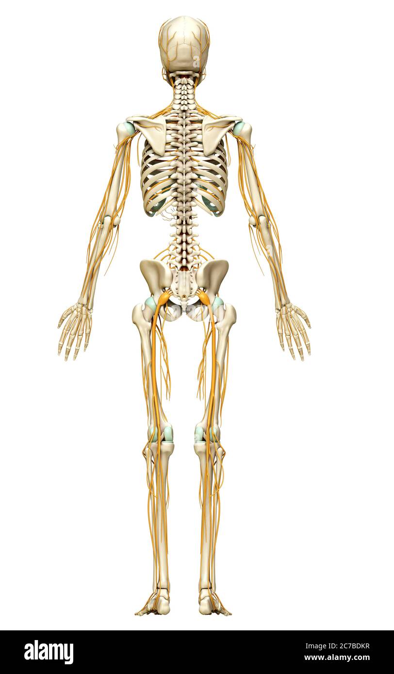 3d rendered medically accurate illustration of the nervous system and ...