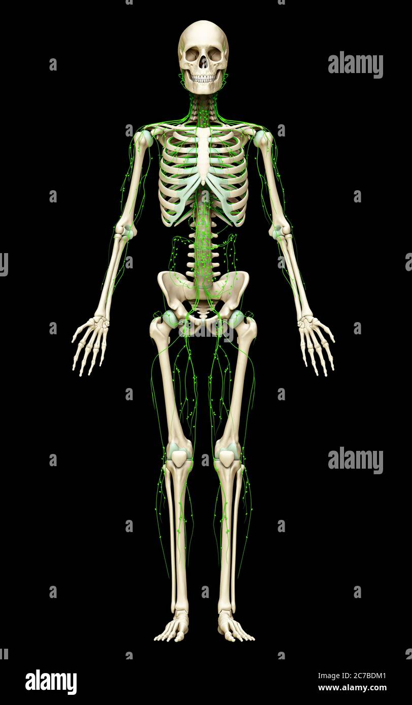 3d rendered medically accurate illustration of the lymphatic system ...