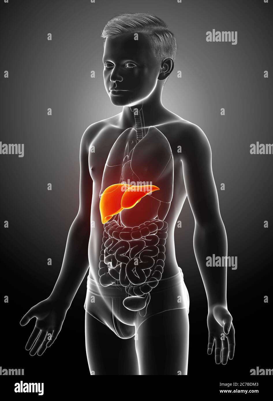 3d rendered, medically accurate illustration of young boy Liver Anatomy ...