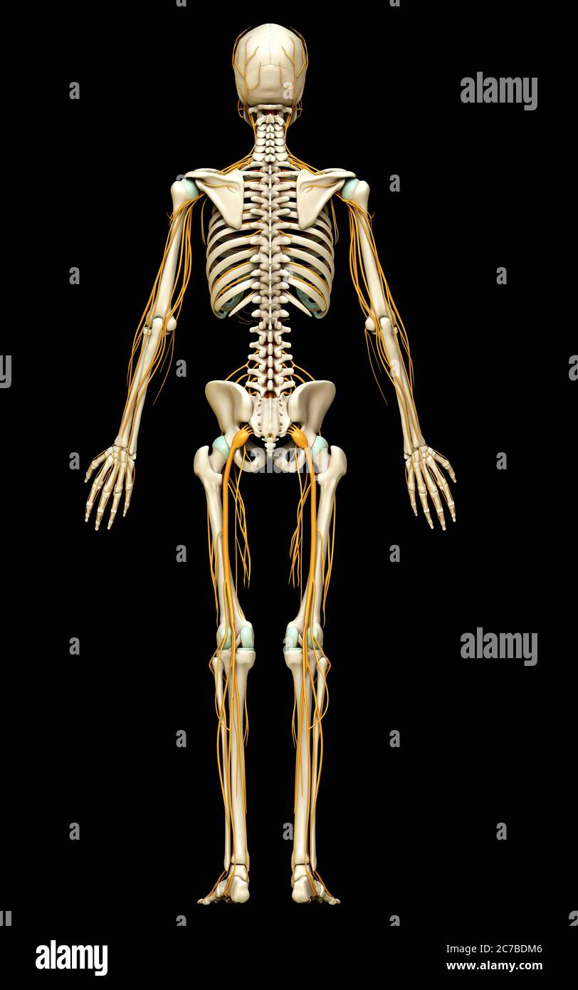 3d rendered medically accurate illustration of the nervous system and ...