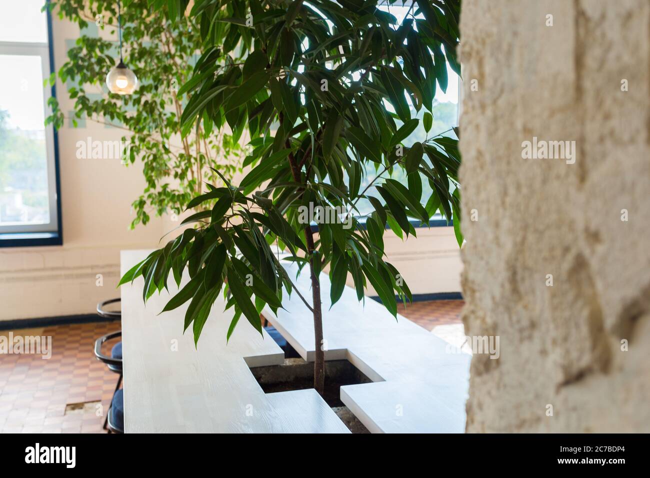 green leaf of a beautiful plant in the office and in the background ...