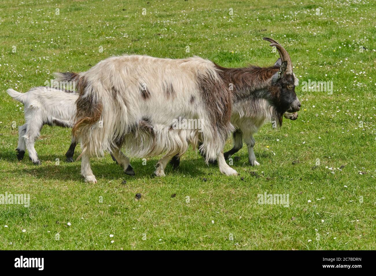 Cattle goad hi-res stock photography and images - Alamy