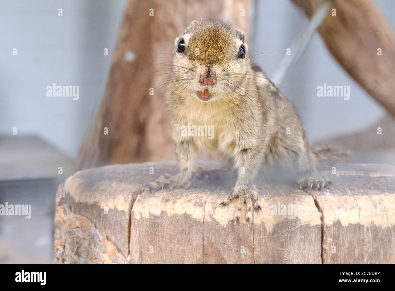Fat chipmunk hi-res stock photography and images - Alamy