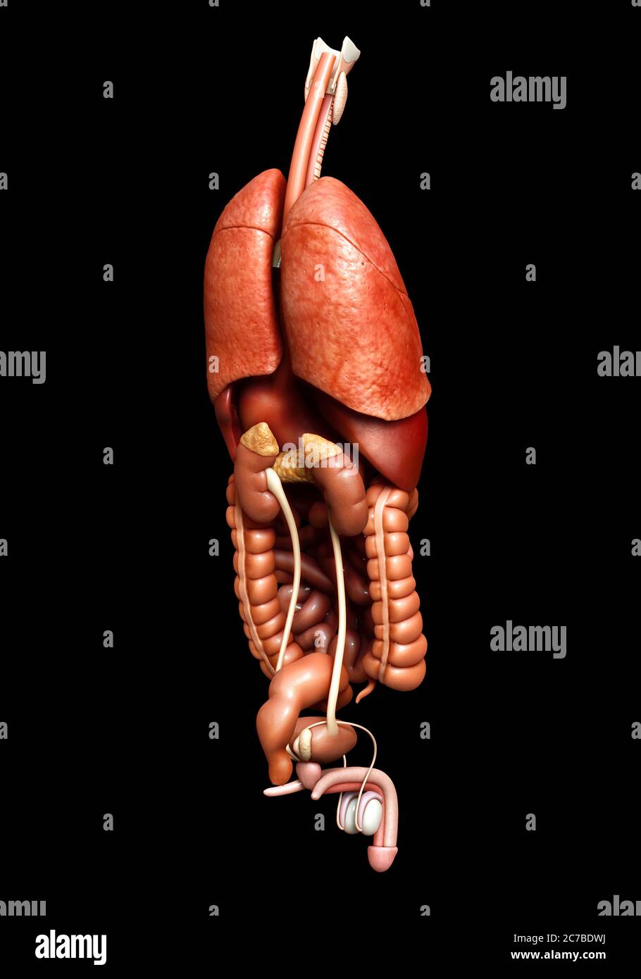 3d rendered medically accurate illustration of Internal organs Stock ...