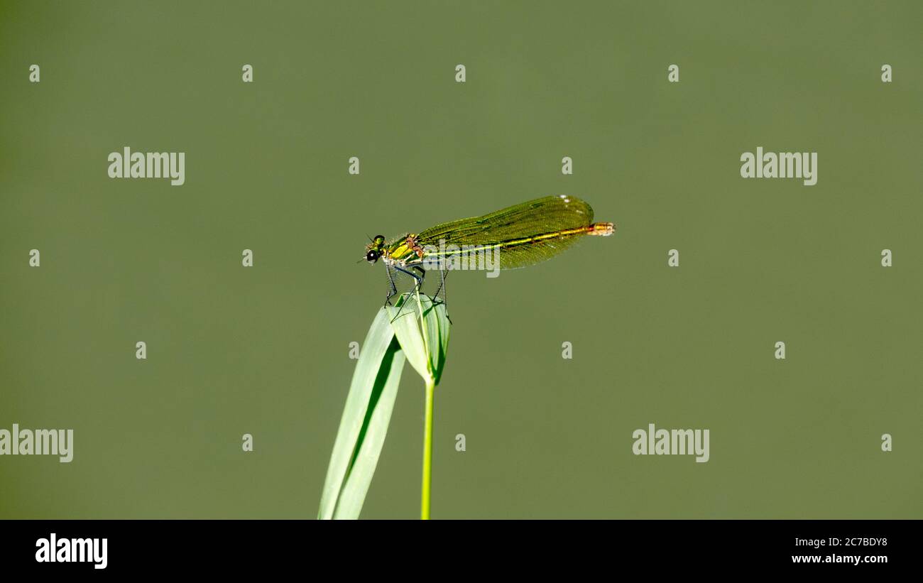 Beautiful dragonfly on green grass hi-res stock photography and images ...