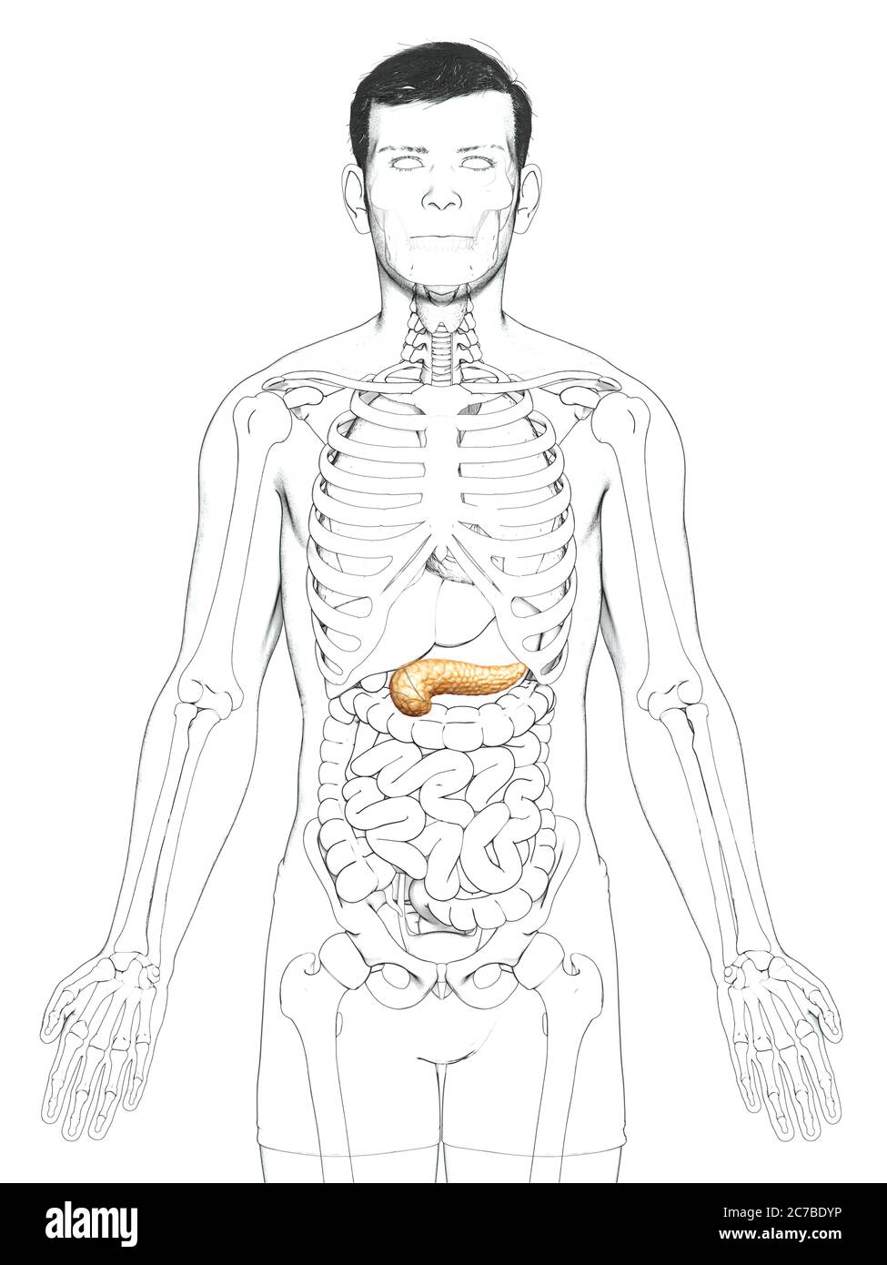 3d rendered, medically accurate illustration of a male pancreas Stock ...