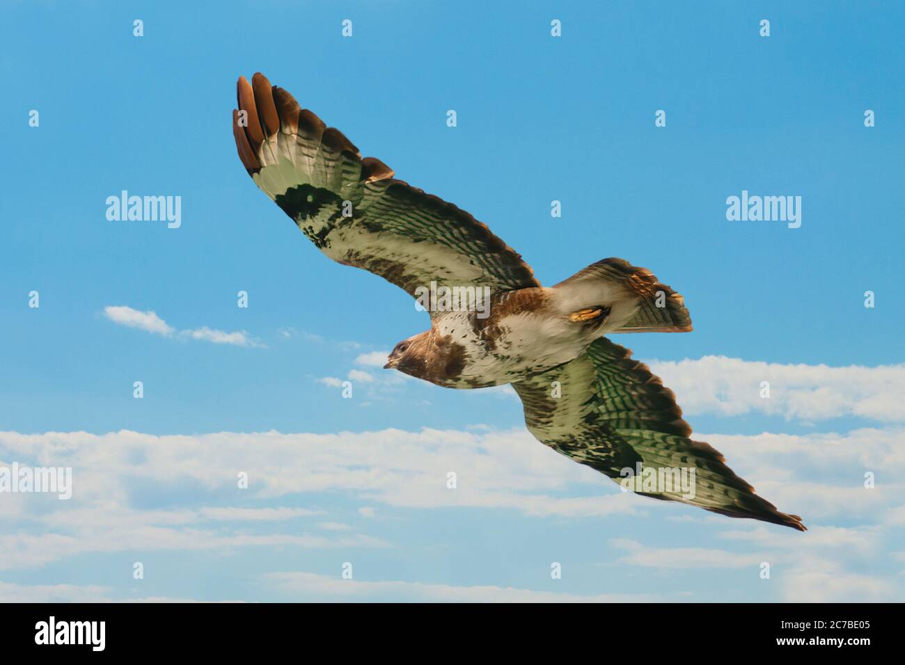 One common buzzard bird, bird of pray, buteo buteo, in flight against a ...