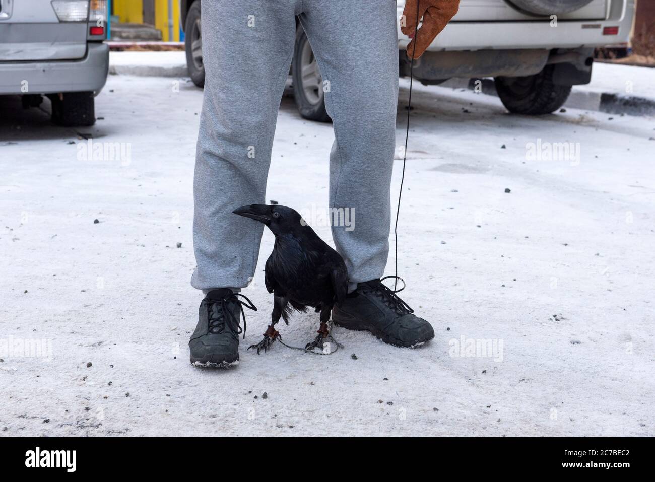 Raven funny hi-res stock photography and images - Alamy