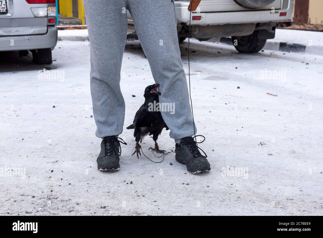 Raven funny hi-res stock photography and images - Alamy