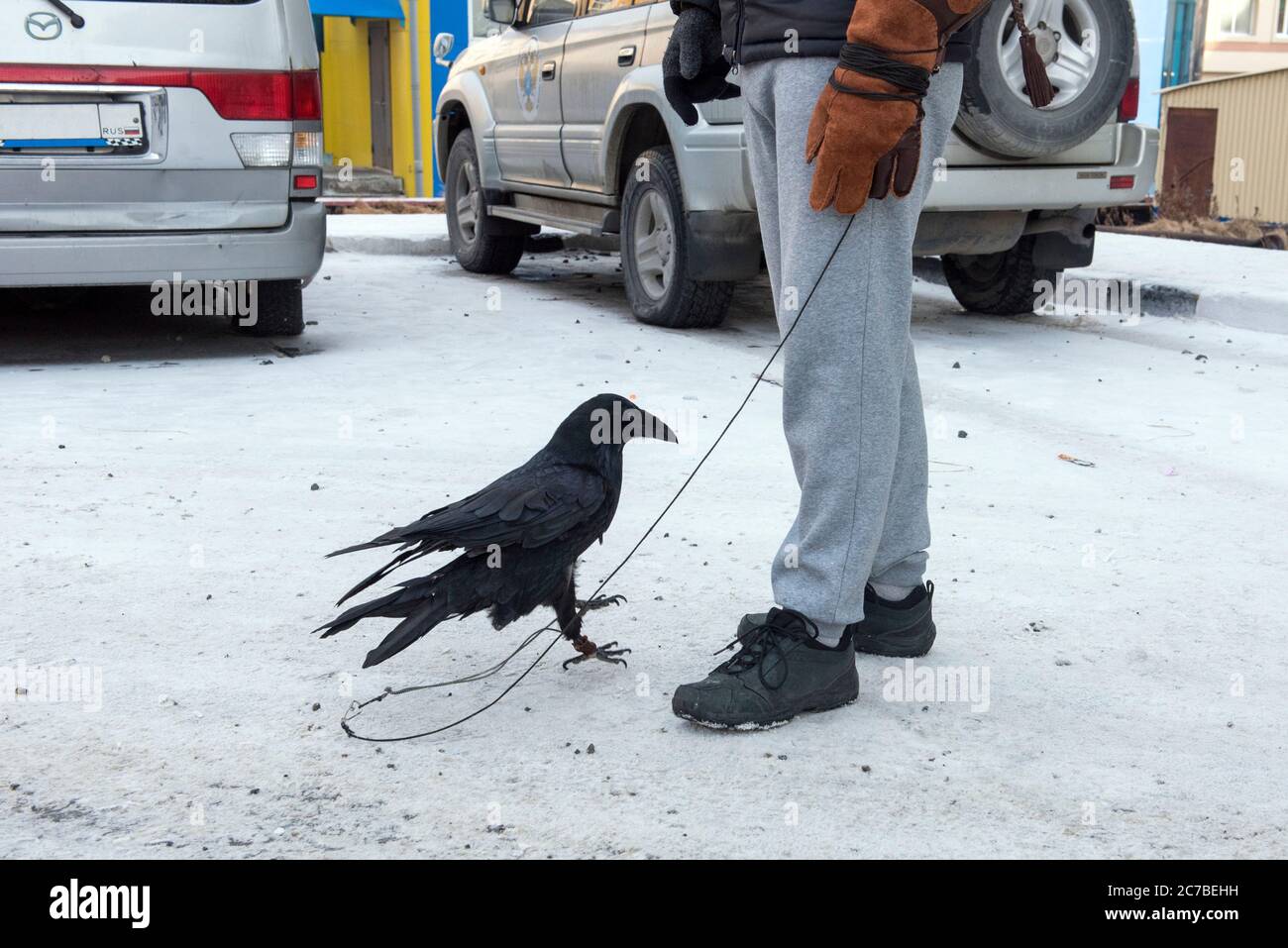 Man walks with his pet raven Stock Photo - Alamy