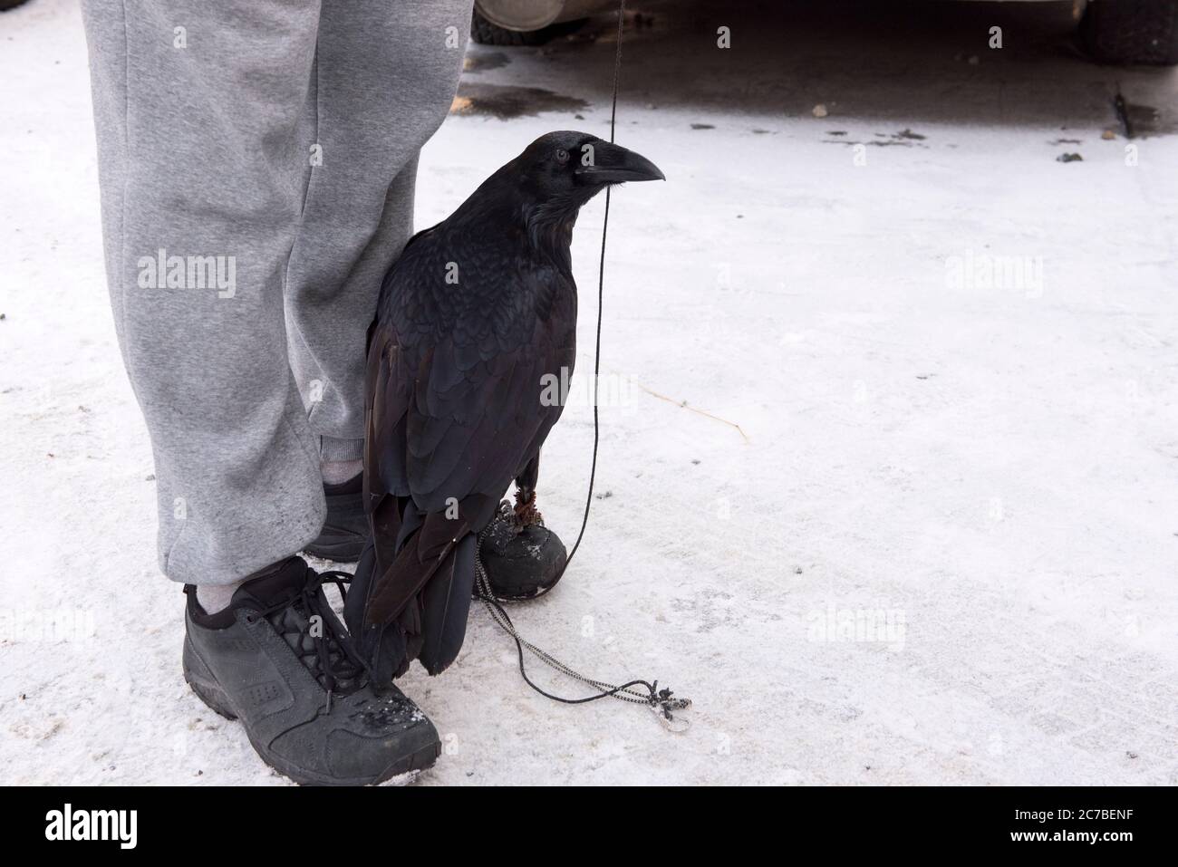 Black crow raven walks hi-res stock photography and images - Alamy