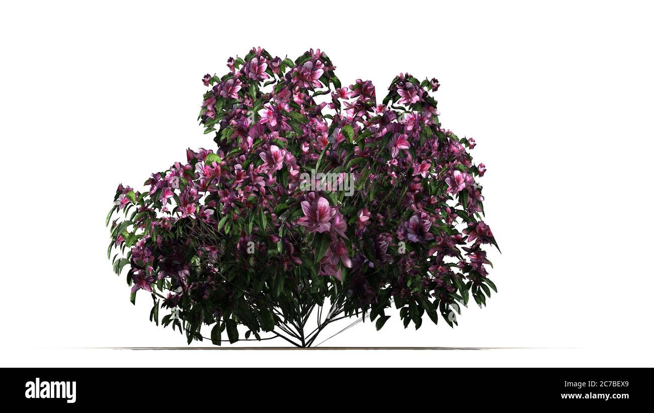 azalea flowers pink - isolated on white background Stock Photo - Alamy