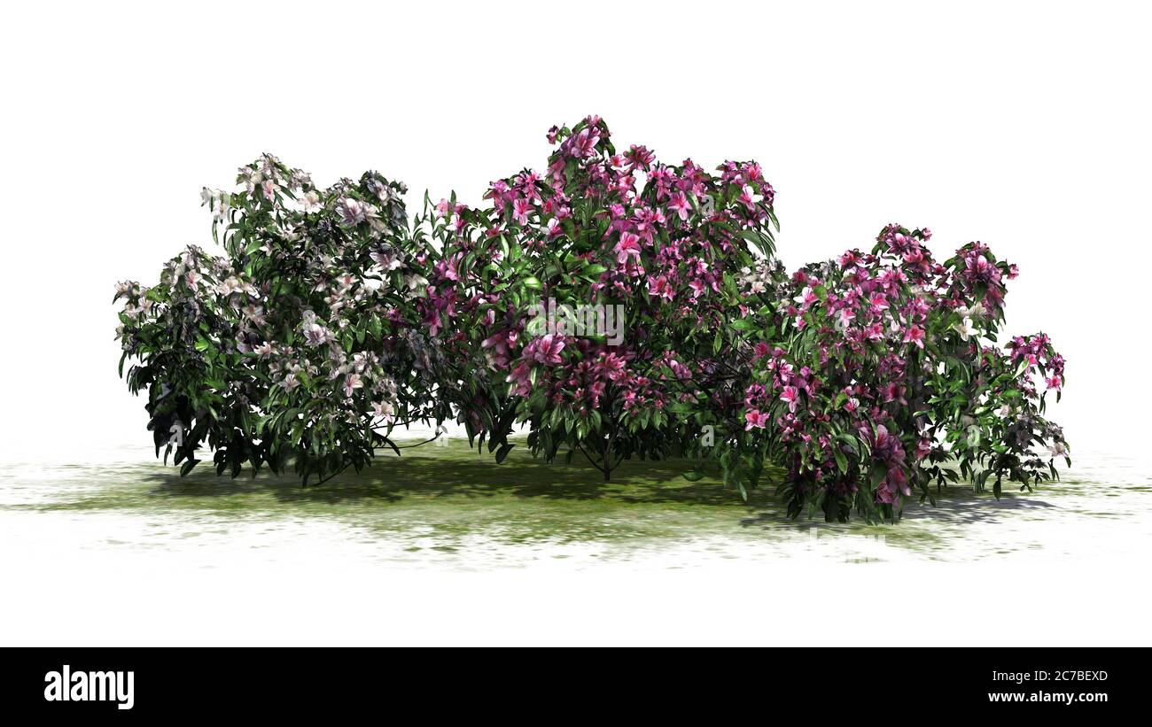 several different azalea bushes on green area - isolated on white ...