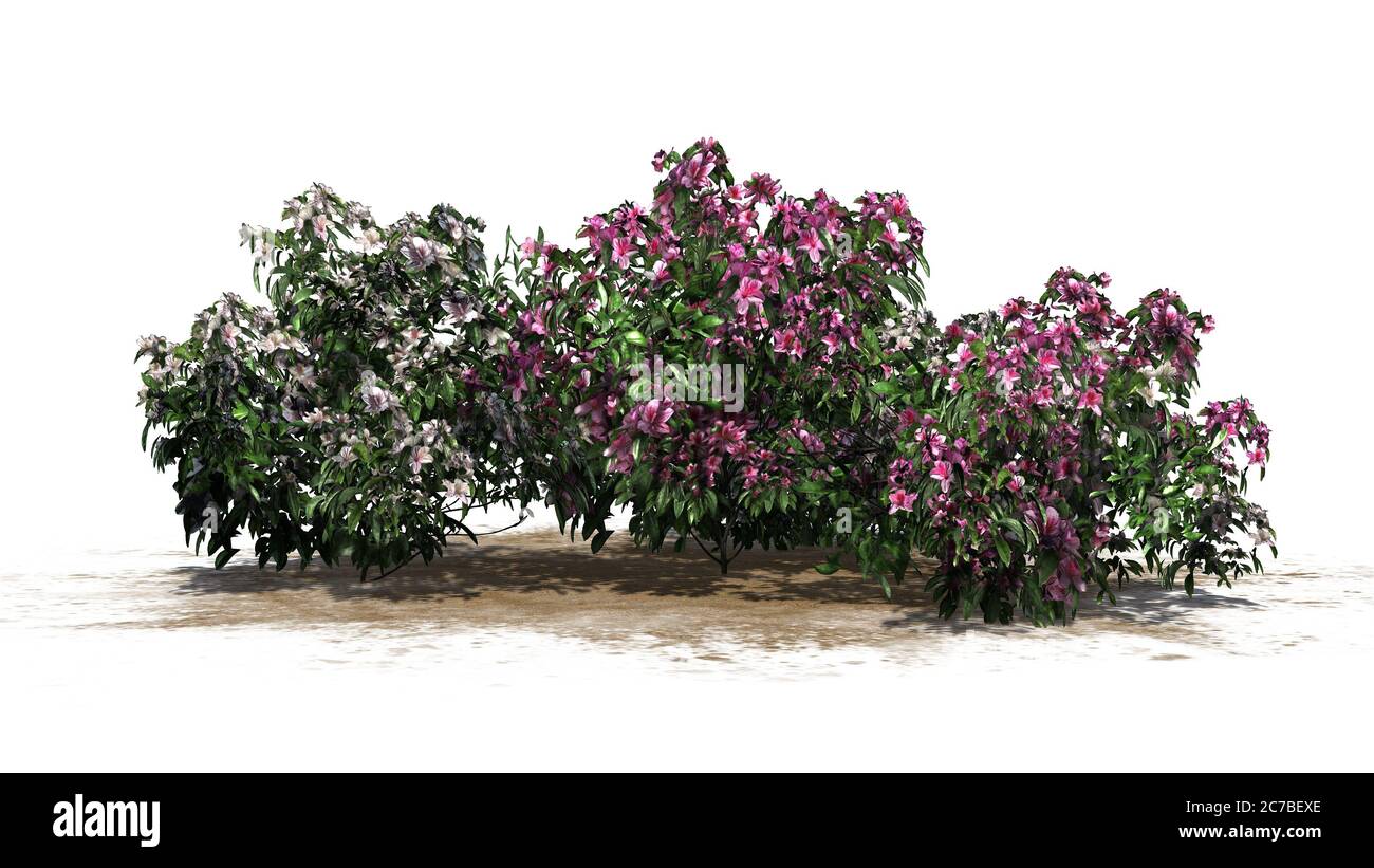 several different azalea bushes on sand area - isolated on white ...