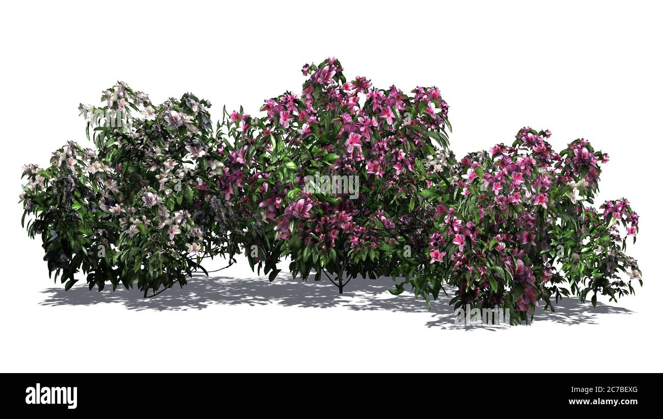 several different azalea bushes with shadow on the floor- isolated on ...