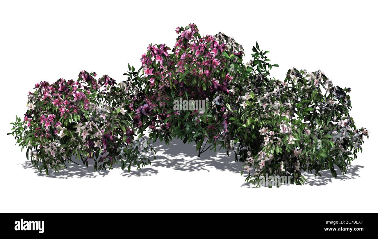 several different azalea bushes with shadow on the floor- isolated on ...