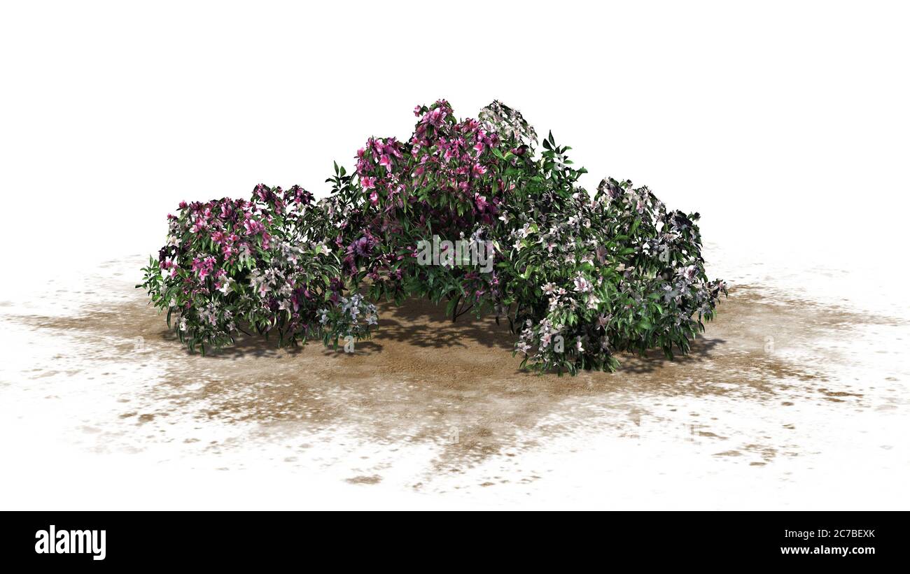several different azalea bushes on sand area - isolated on white ...