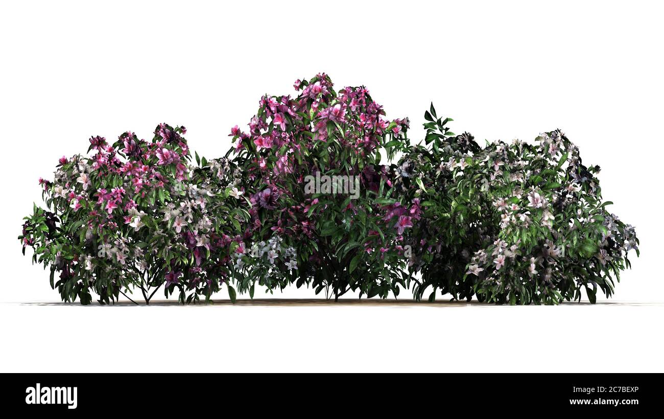 several different azalea bushes - isolated on white background Stock ...