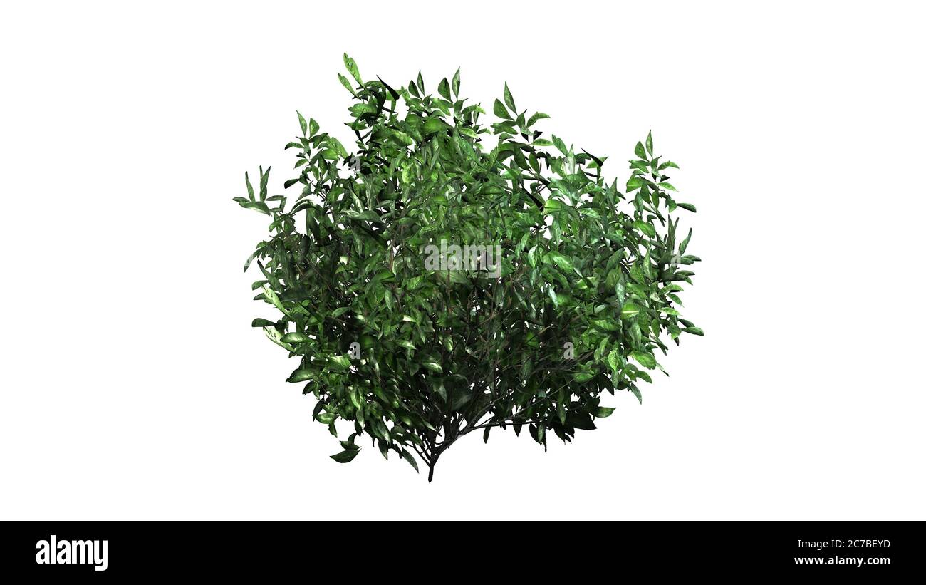 azalea bush - isolated on white background Stock Photo - Alamy