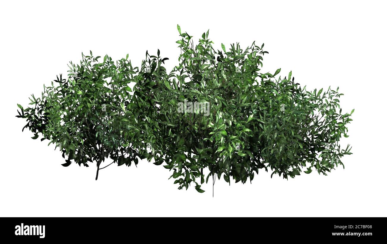 several different azalea bushes - isolated on white background Stock ...