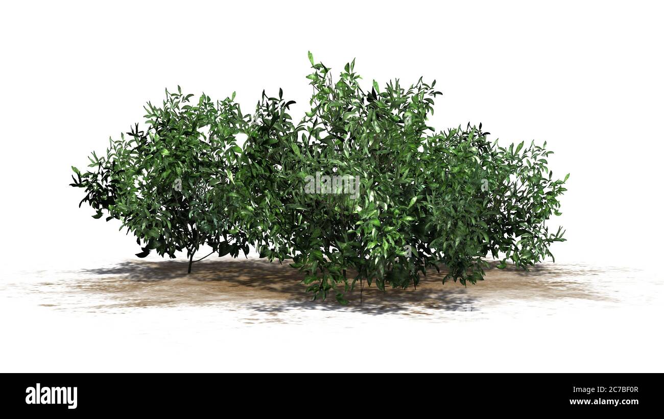 several different azalea bushes on sand area - isolated on white ...