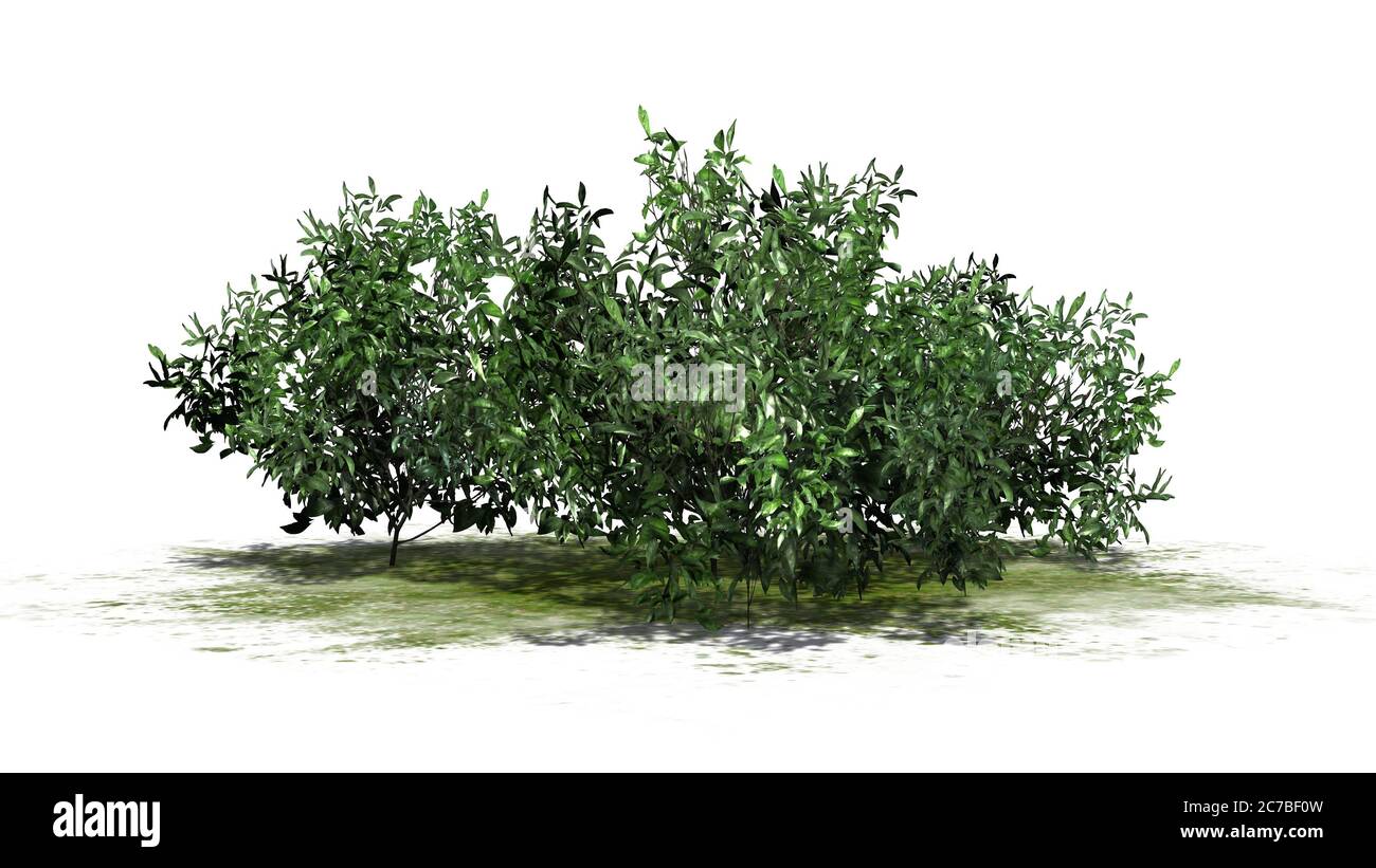 several different azalea bushes on green area - isolated on white ...
