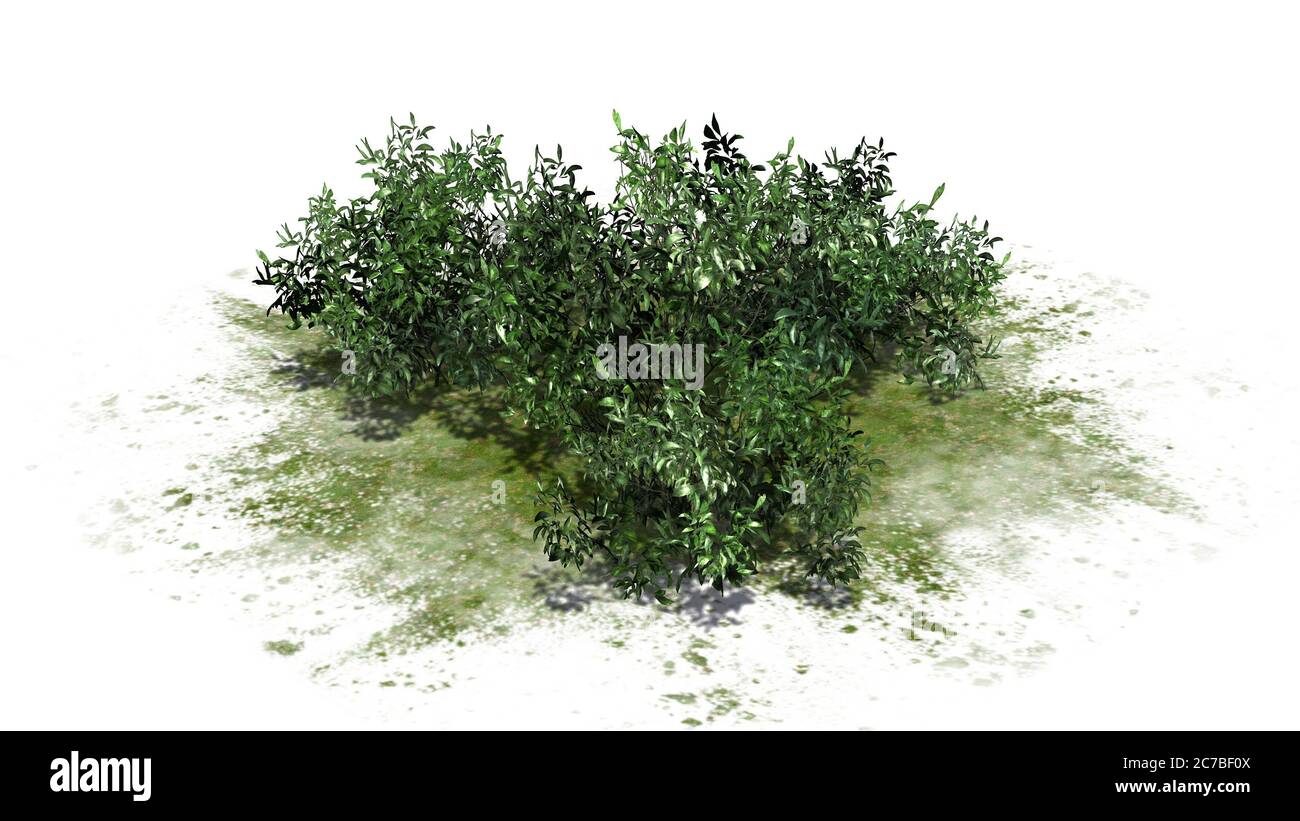 several different azalea bushes on green area - isolated on white ...