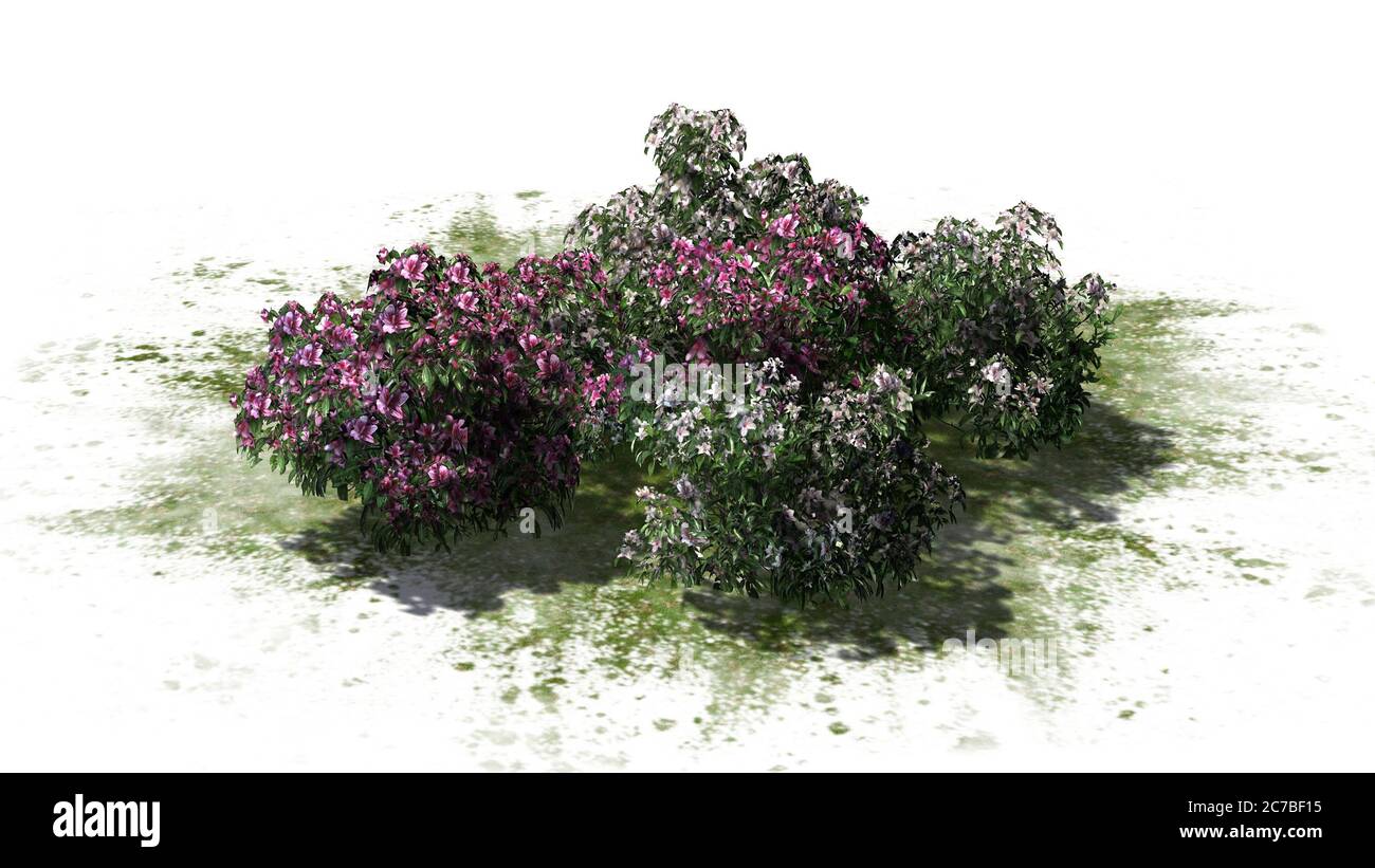 several different azalea bushes on green area - isolated on white ...